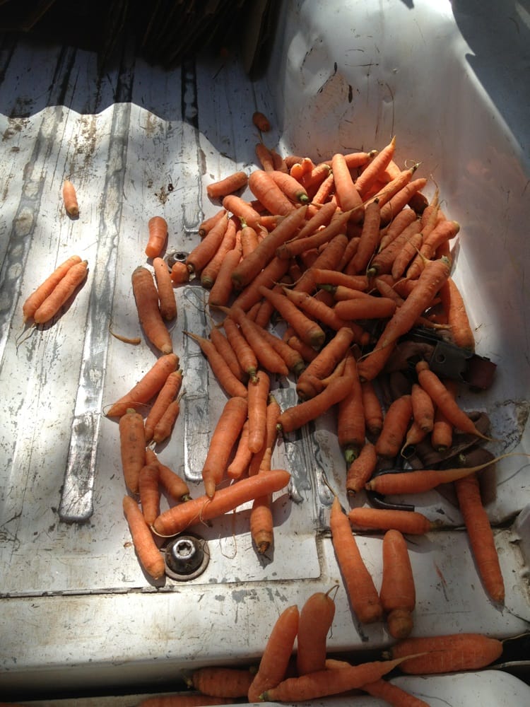 PYRAMID FARMS - Updated July 2025 - 12242 Meridian Rd, Chico ...