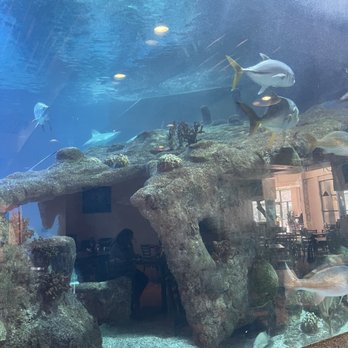SHARK REEF CAFE - Updated December 2025 - 104 Photos & 68 Reviews ...