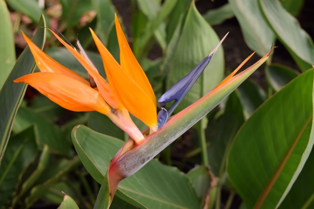 PLANTMARK WANTIRNA - WHOLESALE PLANT NURSERY - Updated September 2025 ...