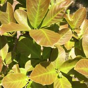 MYTOI JAPANESE GARDENS - 41 Dike Rd, Edgartown, Massachusetts ...