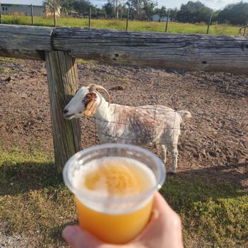 CRAZY DINGO BREWING - TEMP. CLOSED - Updated December 2025 - 130 Photos ...