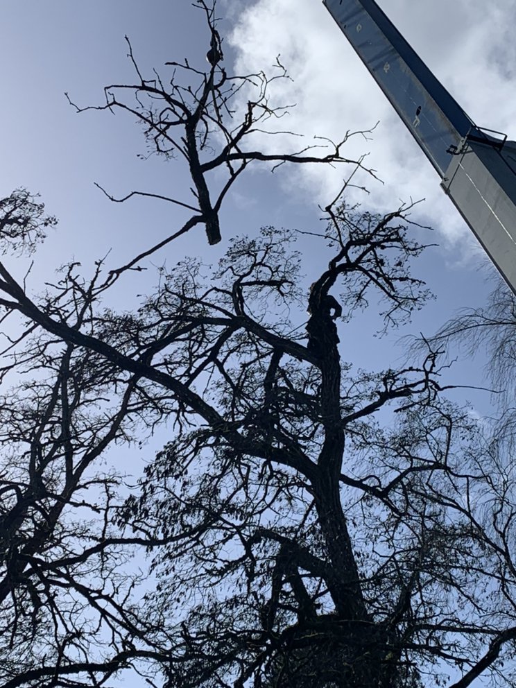 LOVEJOY CONTRACT CLIMBING - Updated August 2025 - 15 Photos - Corvallis ...