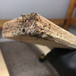 TRUFORCE PEST CONTROL - 15 Photos - 11200 Broadway, Pearland, Texas ...