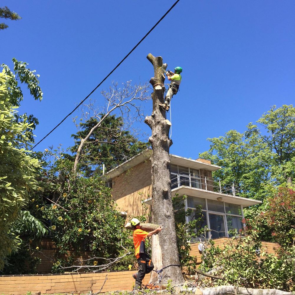 BIG O’S TREE SERVICES - Updated October 2025 - Hughesdale Victoria ...