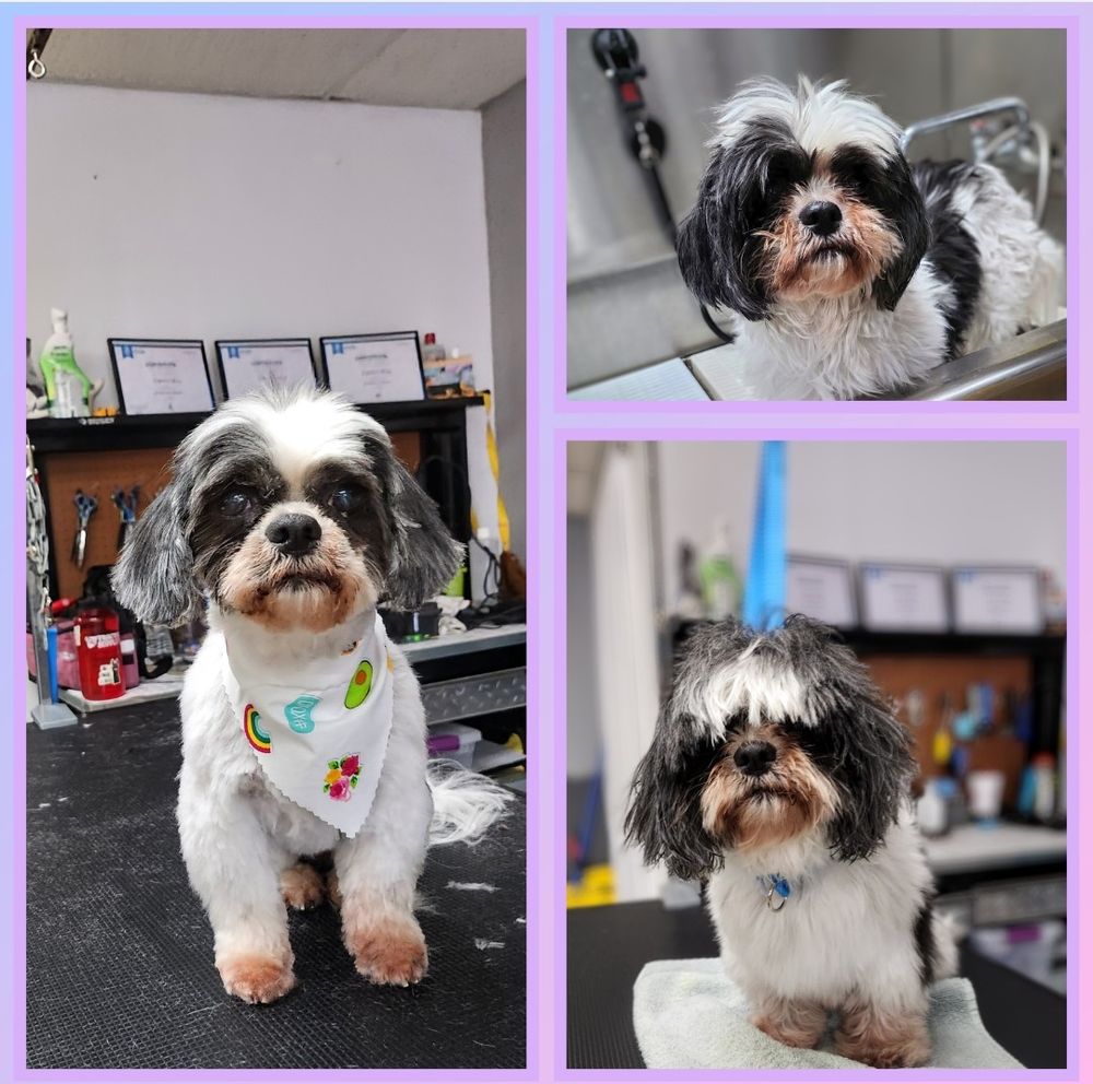 CHERRY PAWZ GROOMING - Updated October 2025 - 21 Photos - 1708 ...