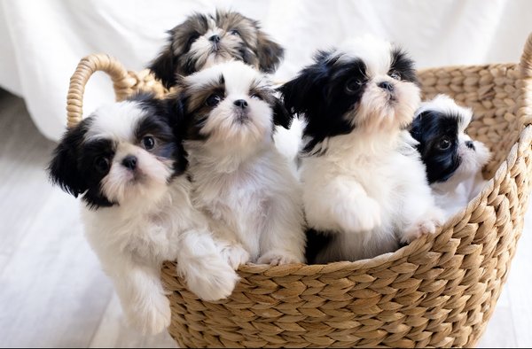 THE FAMILY SHIH TZU - ARIZONA PREMIER SHIH TZU BREEDER - Updated April ...