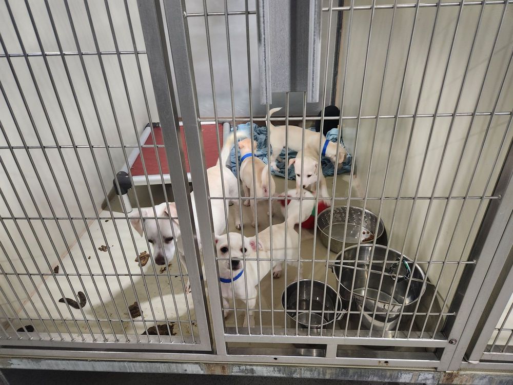 KERN COUNTY ANIMAL SERVICES - Updated June 2026 - 39 Photos & 84 ...