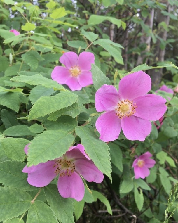 ALASKA YARD & PROPERTY SERVICES - Updated December 2025 - Request a ...