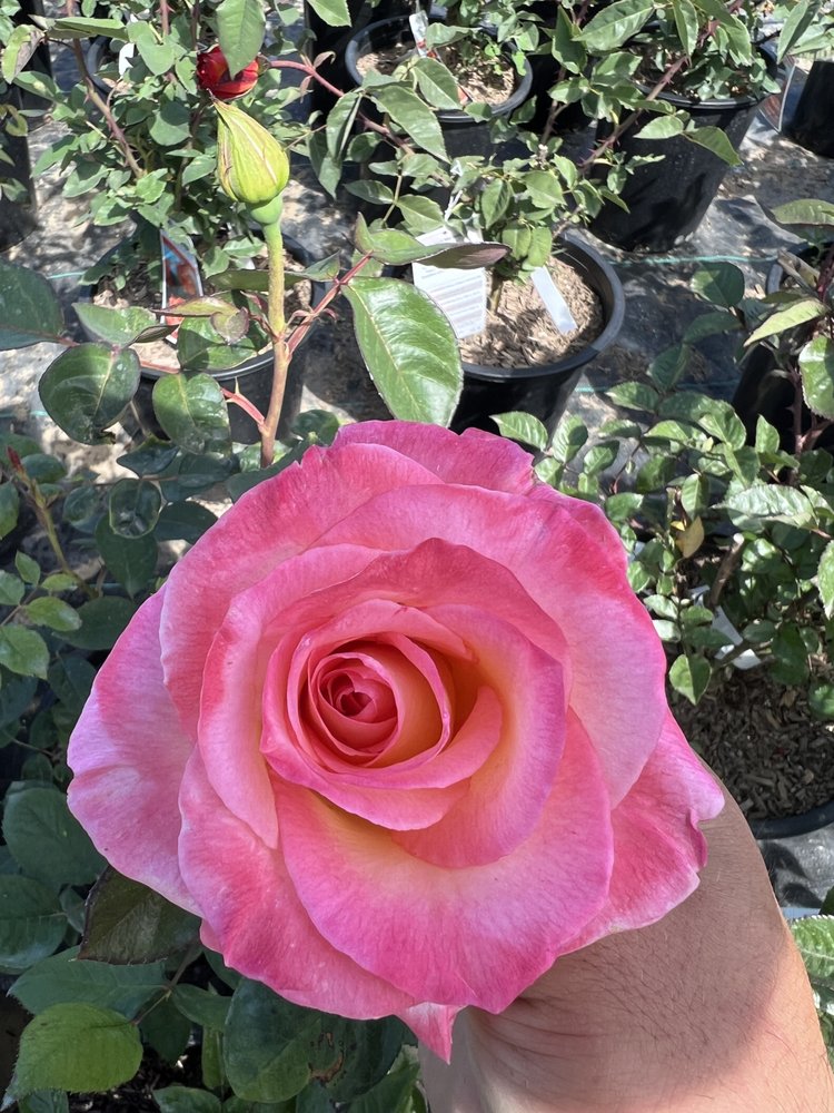 CAMACHO NURSERY ROSE GROWER - Updated January 2026 - 26 Photos - 28575 ...