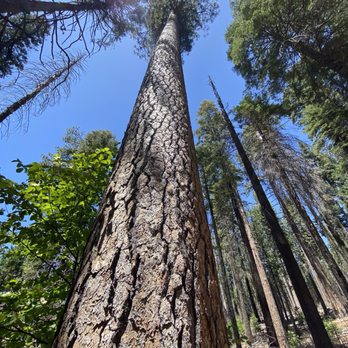 CALAVERAS BIG TREES STATE PARK - Updated July 2025 - 1239 Photos & 378 ...