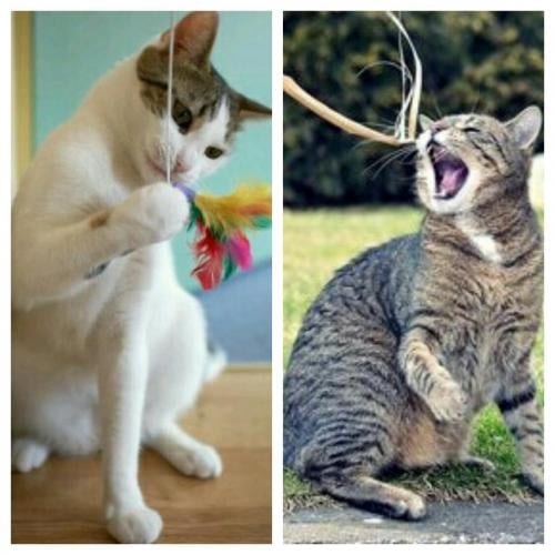 PAWSITIVELY SAFE QUALITY PET CARE - Updated August 2024 - 37 Photos ...