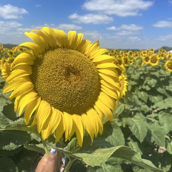 NELSON PRODUCE FARM - Updated July 2025 - 163 Photos & 24 Reviews ...