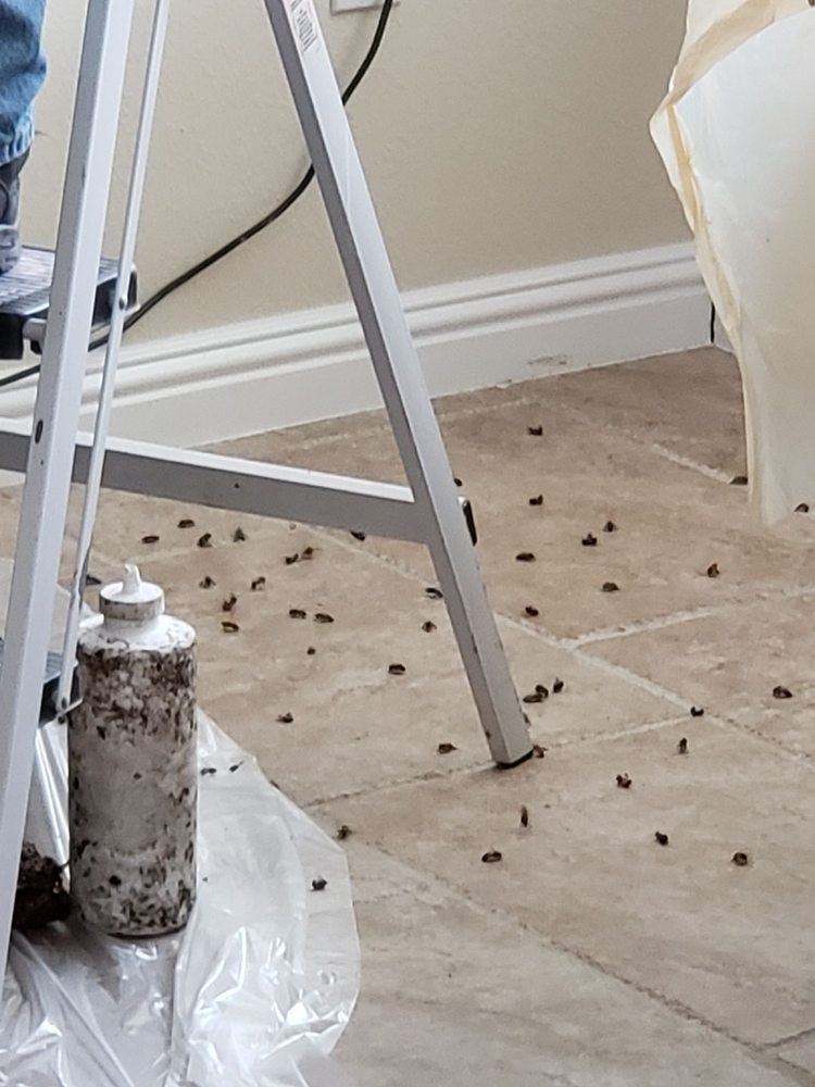 BEE GONE BEE REMOVAL SERVICE - Updated April 2025 - 93 Photos & 228 ...