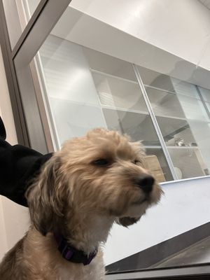 FULTON COUNTY ANIMAL SERVICES - Updated January 2026 - 24 Photos - 1251 ...