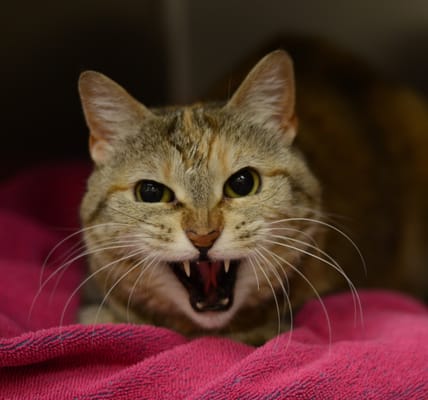 RADIOCAT - Updated September 2025 - 53 Reviews - 251 N Amphlett Blvd ...