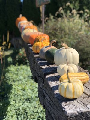 THE GREAT PUMPKIN PATCH - Updated October 2025 - 69 Photos & 17 Reviews ...