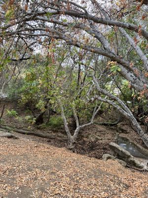 HERITAGE OAKS PARK - Updated December 2025 - 43 Photos - 1305 Mckenzie ...