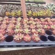 ISAAC FARMS - 446 Photos & 105 Reviews - 18800 SW 177th Ave, Miami, FL ...