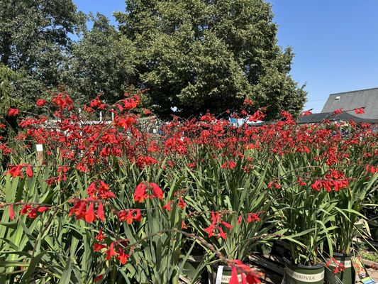 THE TREE FARM NURSERY & GARDEN CENTER - Updated December 2025 - 34 ...