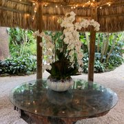 RF ORCHIDS - 633 Photos & 64 Reviews - 28100 SW 182nd Ave, Homestead ...