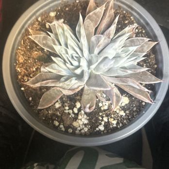 GREEN THUMB NURSERY - Updated August 2025 - 748 Photos & 196 Reviews ...