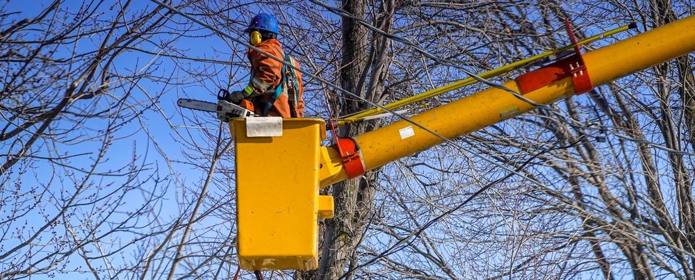 BOTHELL TREE SERVICES - Updated November 2024 - Request a Quote ...