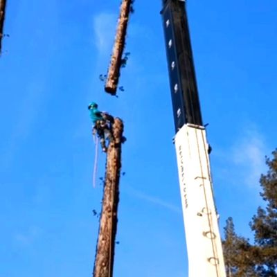 H G TREE SERVICE - Updated October 2025 - 136 Photos & 51 Reviews ...