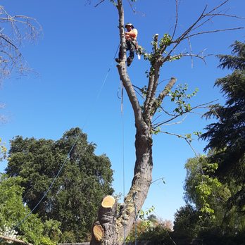 JULIAN TREE CARE - Updated 05/2025 - 282 Photos & 309 Reviews - Walnut ...