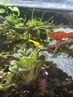 REPTOPIA - Updated April 2025 - 14 Photos & 17 Reviews - 939 Pacific ...