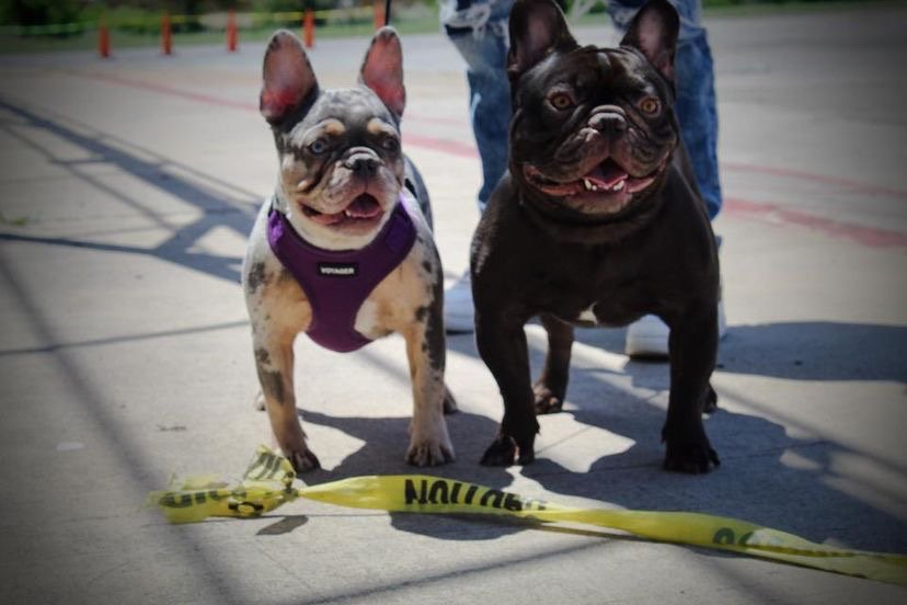 MOORES HOUSE OF FRENCHIES - Request Information - Dallas, Texas - Pet ...