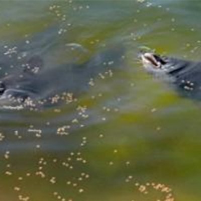 HENNEKE FISH HATCHERY - Updated December 2025 - 18 Photos - 1267 Cr 134 ...