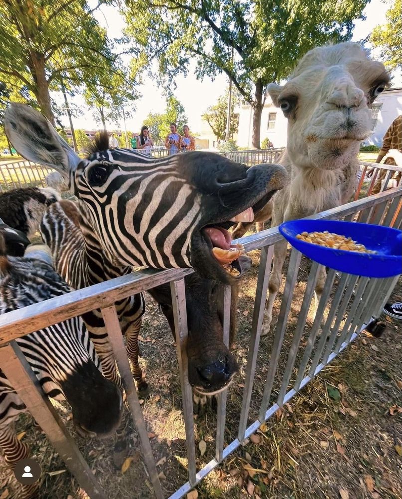 THORNI RIDGE EXOTICS - Updated July 2025 - Smithton, Missouri - Petting ...