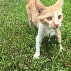 CRITTERS WITHOUT LITTERS - 42 Photos & 98 Reviews - 4300 Stine Rd ...