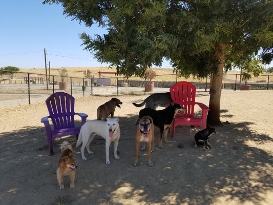 SACRAMENTO DOG WALKERS - Updated March 2026 - 16 Photos & 15 Reviews ...