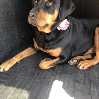 FANTASIA PET RESORT - Updated January 2026 - 90 Photos & 152 Reviews ...