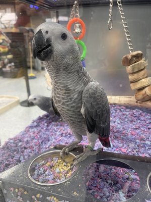 DALLAS PARROTS - Updated October 2025 - 35 Photos & 11 Reviews - 2608 ...