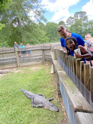 GATORS & FRIENDS - Updated May 2025 - 201 Photos & 57 Reviews - 11441 ...