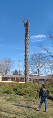 ST LOUIS TREE - Updated May 2025 - Request a Quote - 21 Photos ...