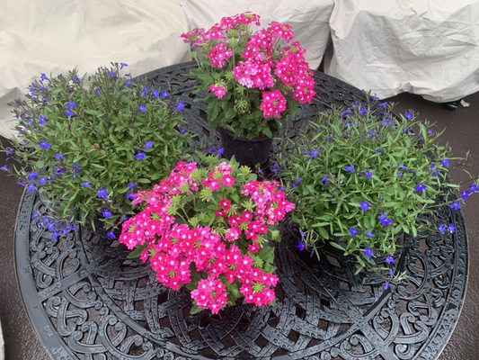 THE BUSHEL STOP - Nurseries & Gardening at 20700 Griffin Rd, Southwest ...