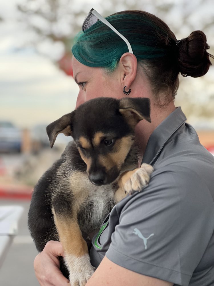 AZ VET DIRECT - Updated December 2025 - 129 Photos - 120 S Pomeroy ...