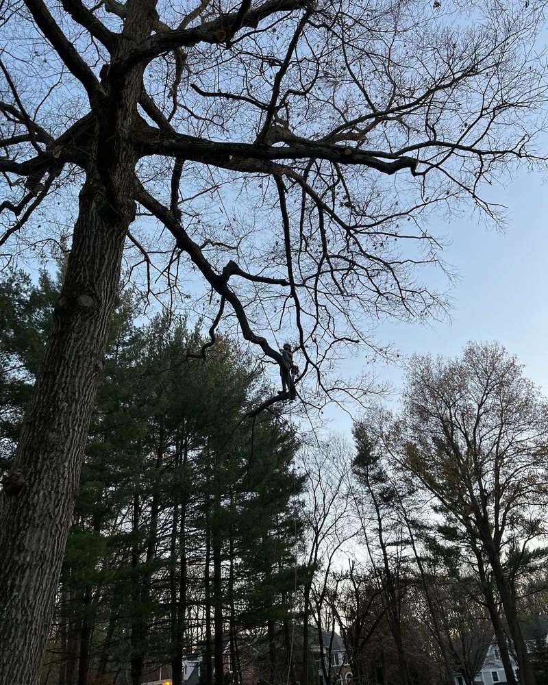 ARBOR TECH SERVICES - Updated July 2025 - Request a Quote - East Freetown, Massachusetts - Tree ...