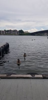 LONG ISLAND LAKE RESORT - Updated August 2025 - 25 Photos & 13 Reviews ...