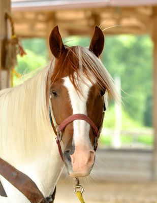 WHITE PINES RANCH - Updated December 2025 - 27 Photos & 20 Reviews ...