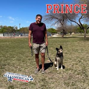 ALL-AMERICAN K-9 DOG TRAINING - 446 Photos & 264 Reviews - Phoenix ...