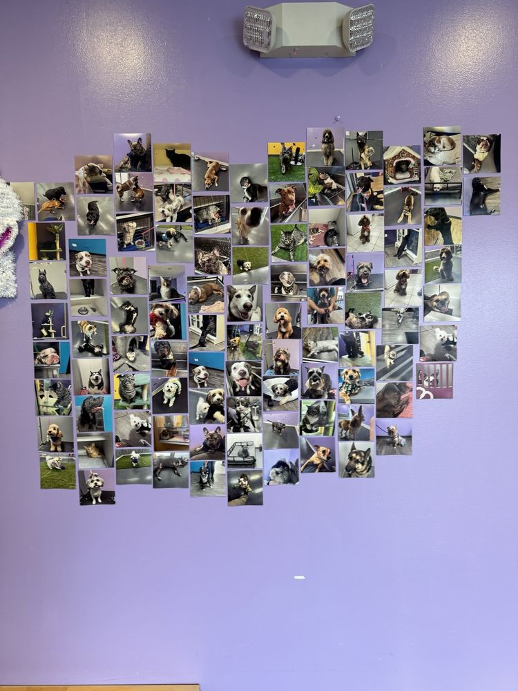 PARTY PAWS PLAYHOUSE - Updated January 2026 - 28 Photos - 135 W Joe Orr ...