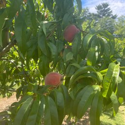 IRONWOOD CIDER HOUSE - Updated May 2026 - 69 Photos & 22 Reviews - 1425 ...