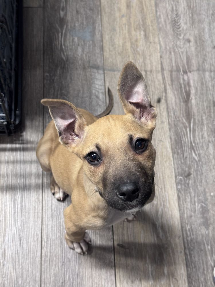 CAROLINA SPCA - Updated January 2026 - Request Consultation - Monroe ...