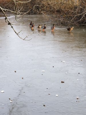 HILLENDALE PARK - Updated July 2025 - 20 Photos - 19260 Clairmont Way ...