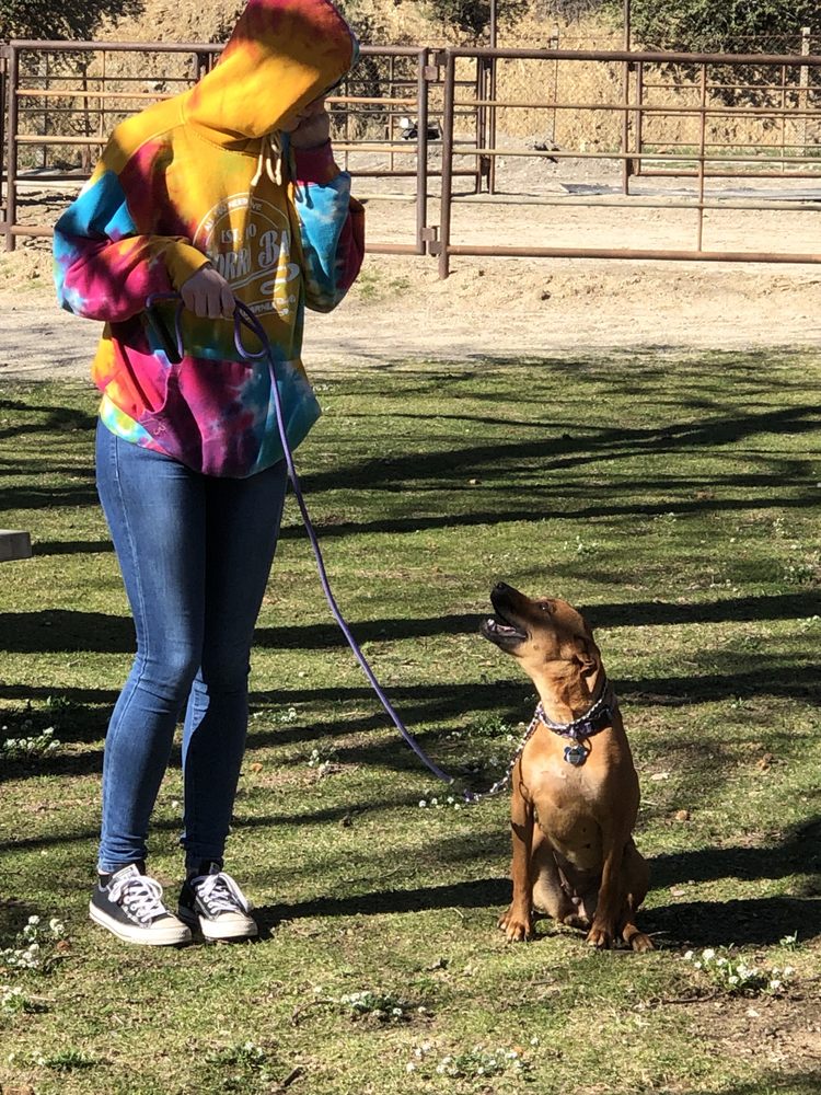 BREEZY DOG TRAINING - Updated September 2024 - 21 Photos - Muscoy ...