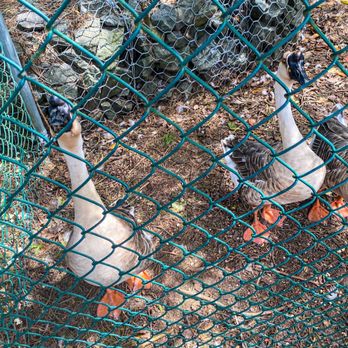 Popcorn Park Zoo - 194 Photos & 86 Reviews - Zoos - Humane Way, Forked ...